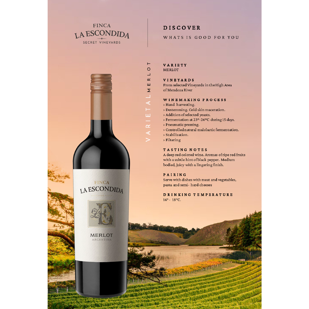 MERLOT - A GLIMPSE AT THE UNDER RATED GRAPE VARIETAL – Sol O Vino